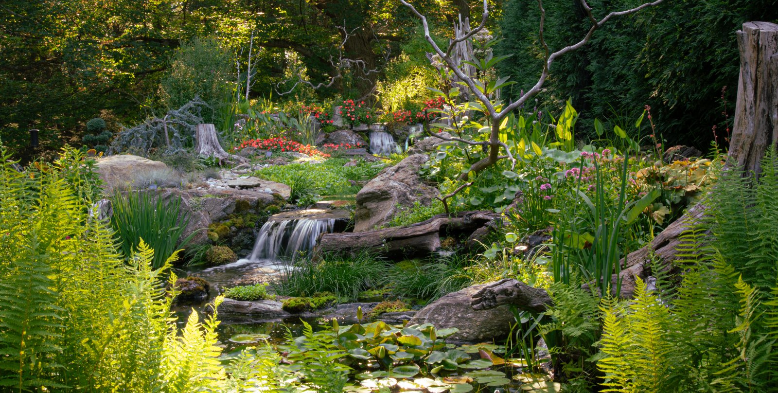 1 2023 pond.jpg | Garden Pond Forums