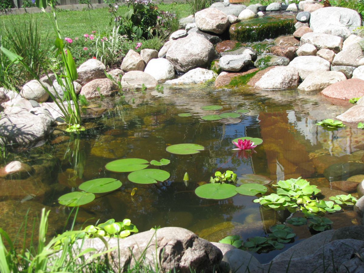 My Ecosystem Pond Garden Pond Forums